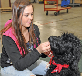 Dog Training Classes - Tri County Dog Training Academy